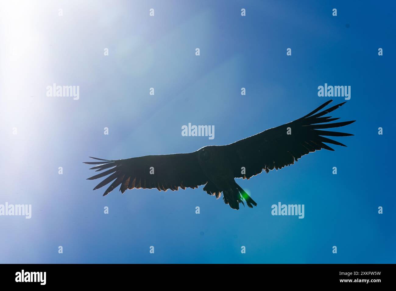 watching condors in Peru flying Stock Photo - Alamy