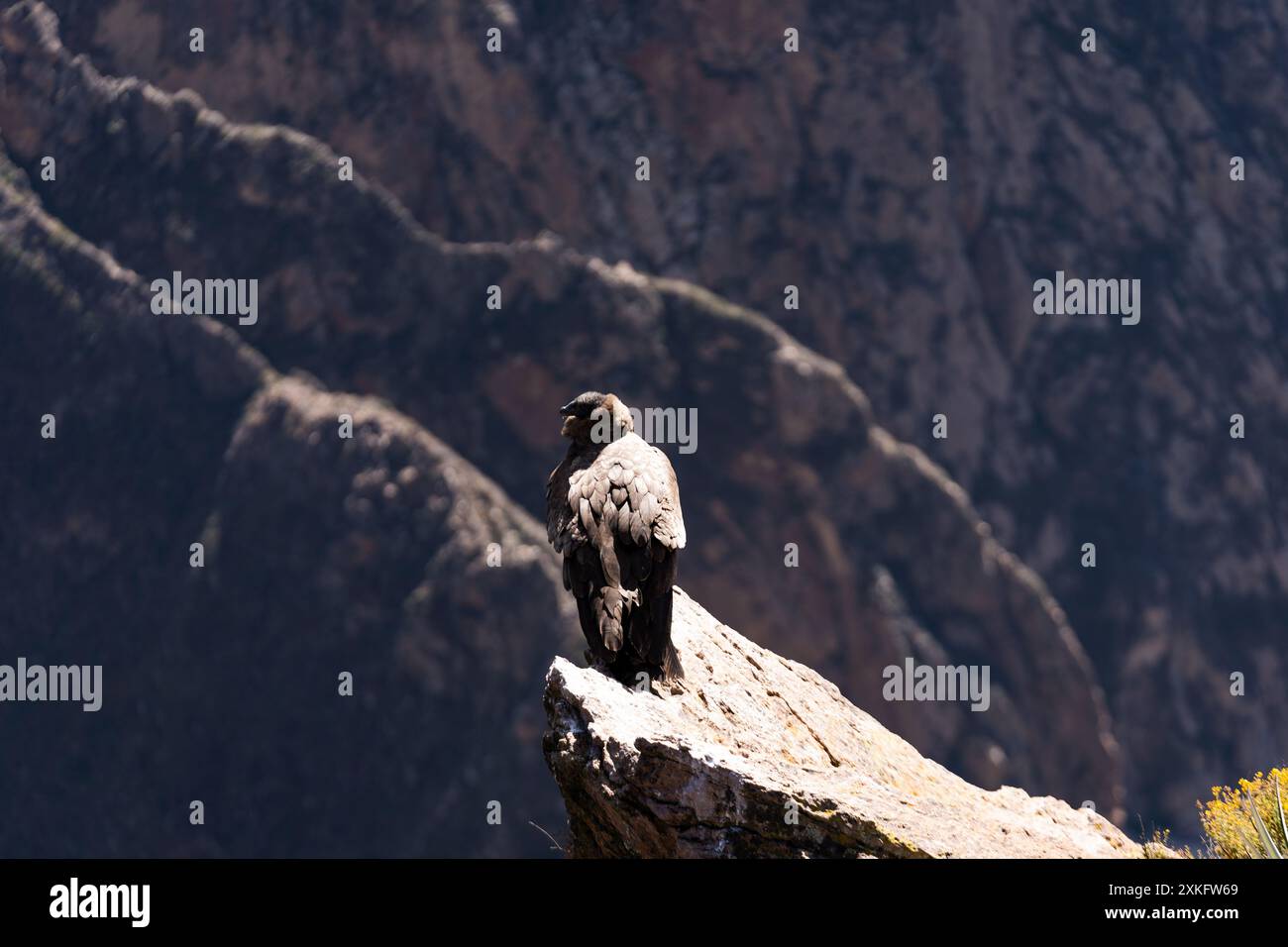 watching a condor Stock Photo - Alamy