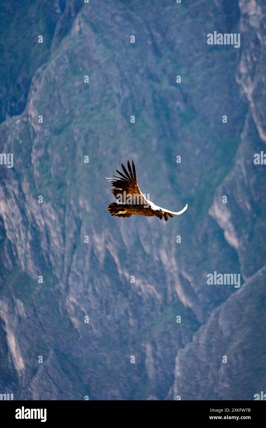 watching condors in Peru flying Stock Photo - Alamy