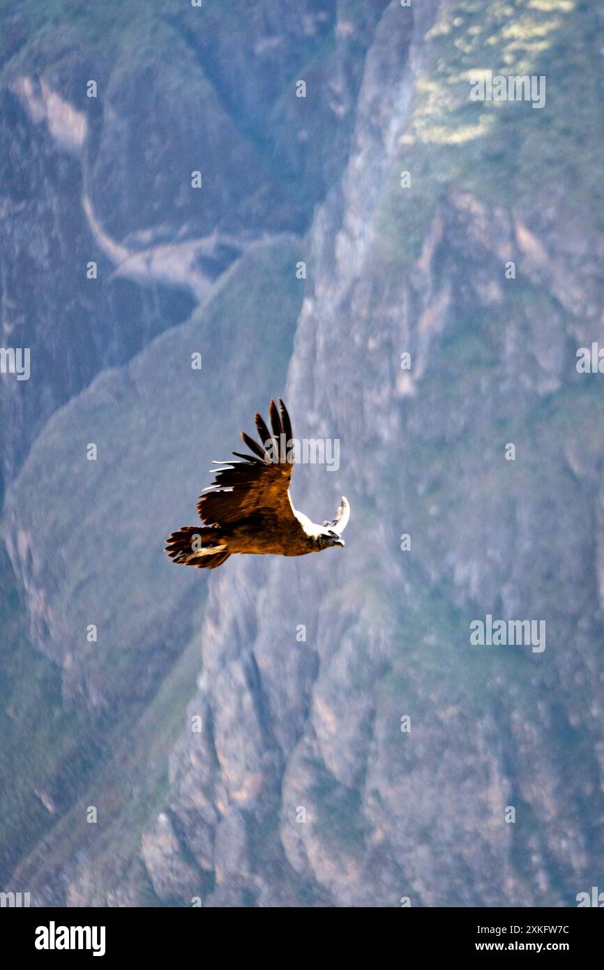 watching condors in Peru flying Stock Photo - Alamy