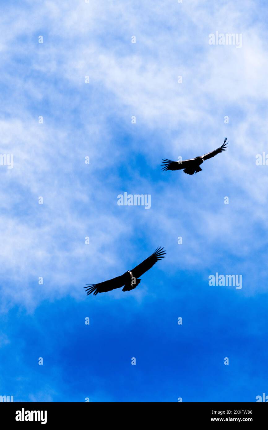 watching condors in Peru flying Stock Photo - Alamy