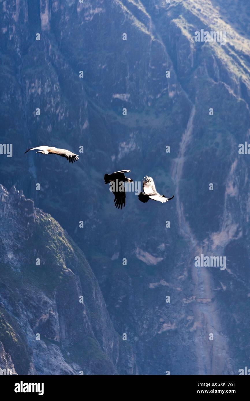 Bird watching andes hi-res stock photography and images - Alamy