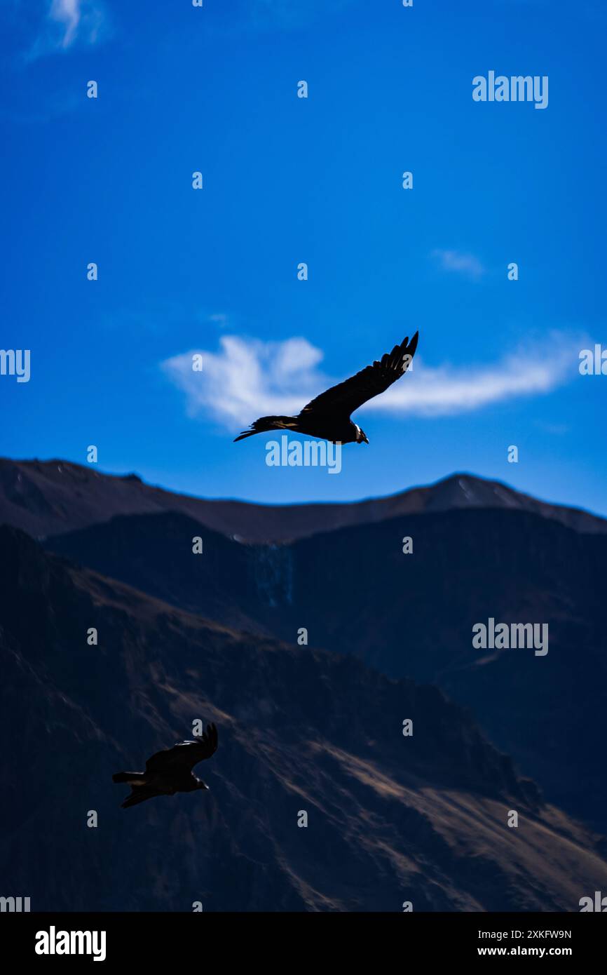 watching condors in Peru flying Stock Photo - Alamy