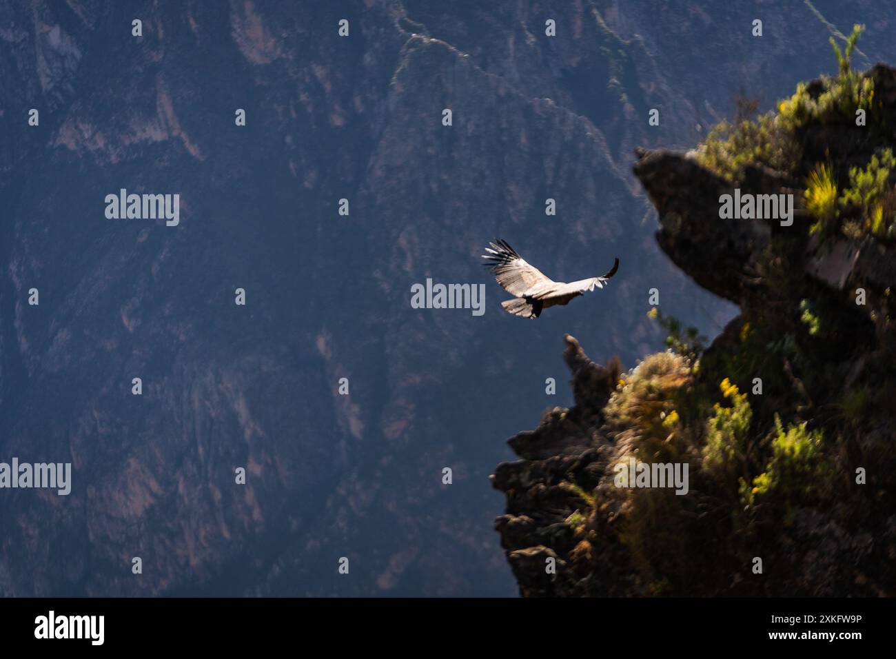 watching condors in Peru flying Stock Photo - Alamy