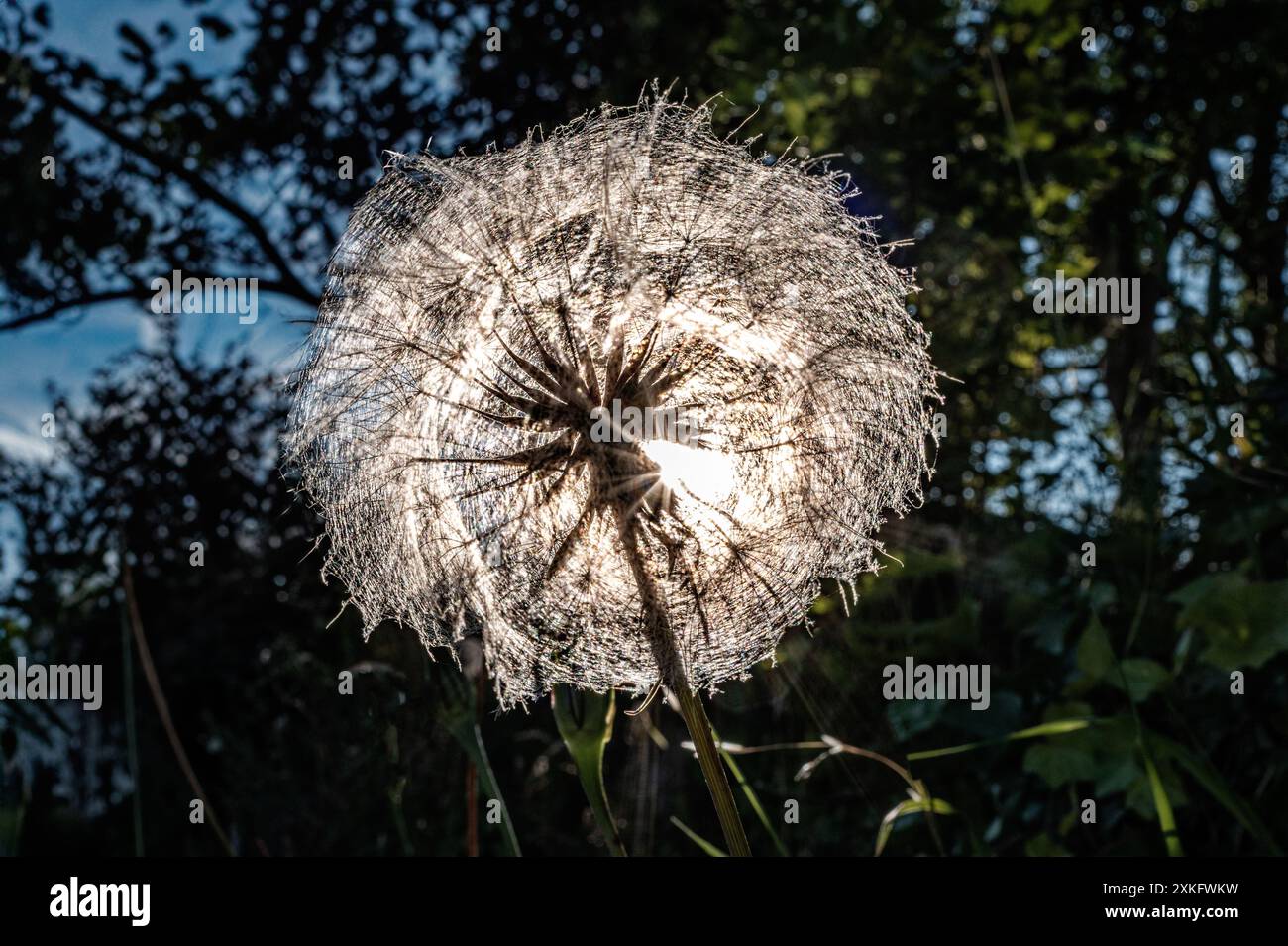 Wild flowers blooming on a midsummer day Stock Photo - Alamy