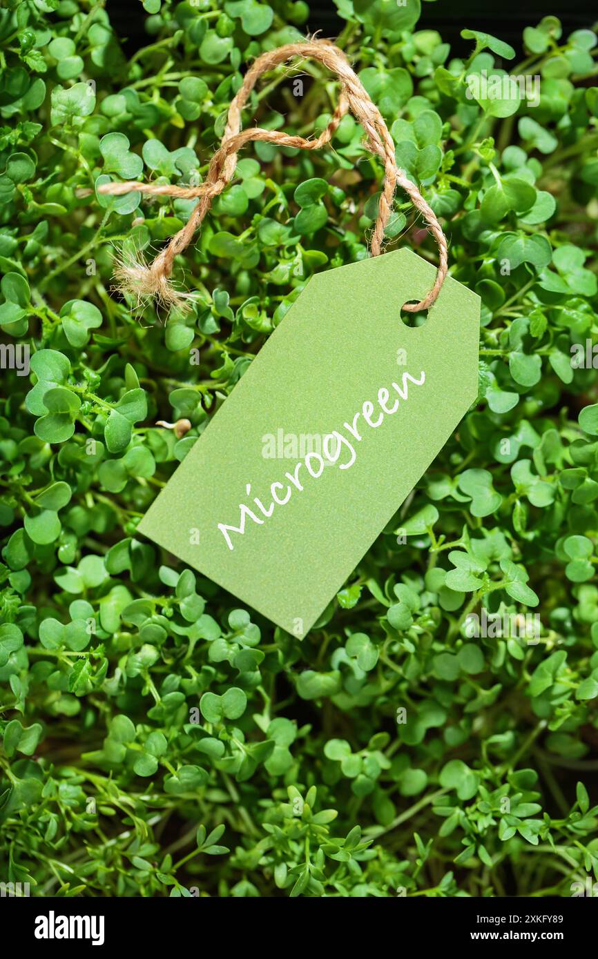 Microgreen Label: Fresh and Healthy Stock Photo - Alamy