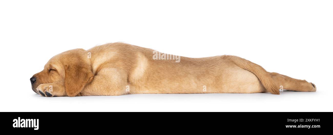 Cute 7 weeks old Labrador dog puppy, laying down side ways asleep ...