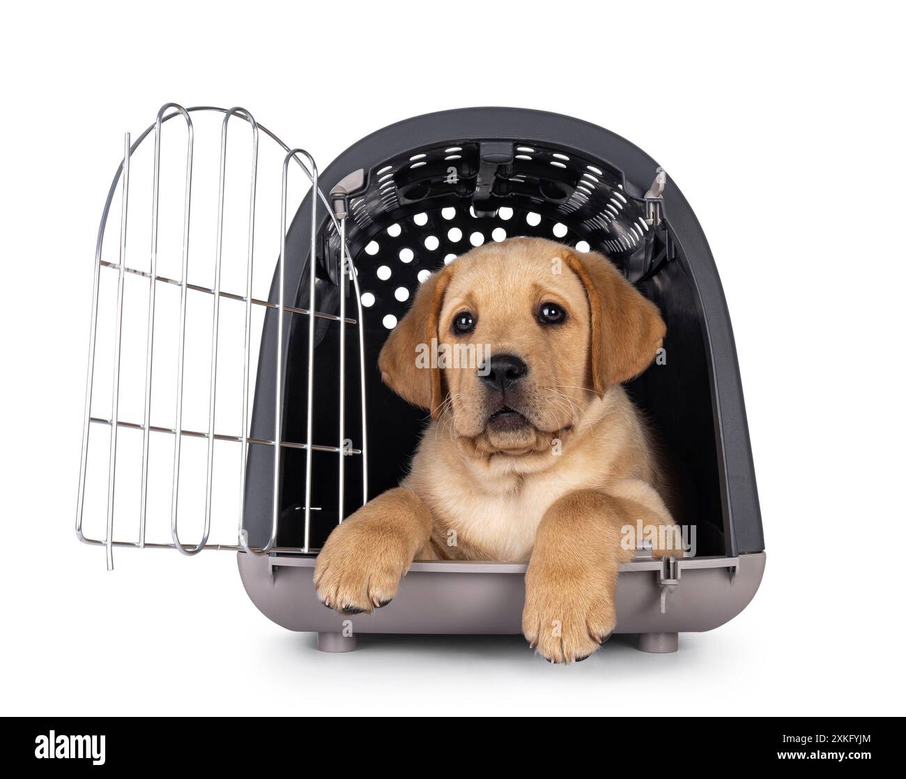 Cute 7 weeks old Labrador dog puppy, resting in pet carrier box ...