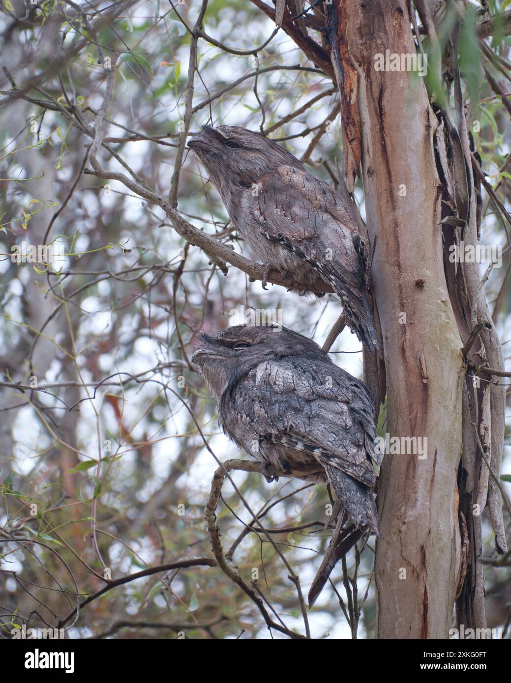 Camouflaged birds hi-res stock photography and images - Alamy