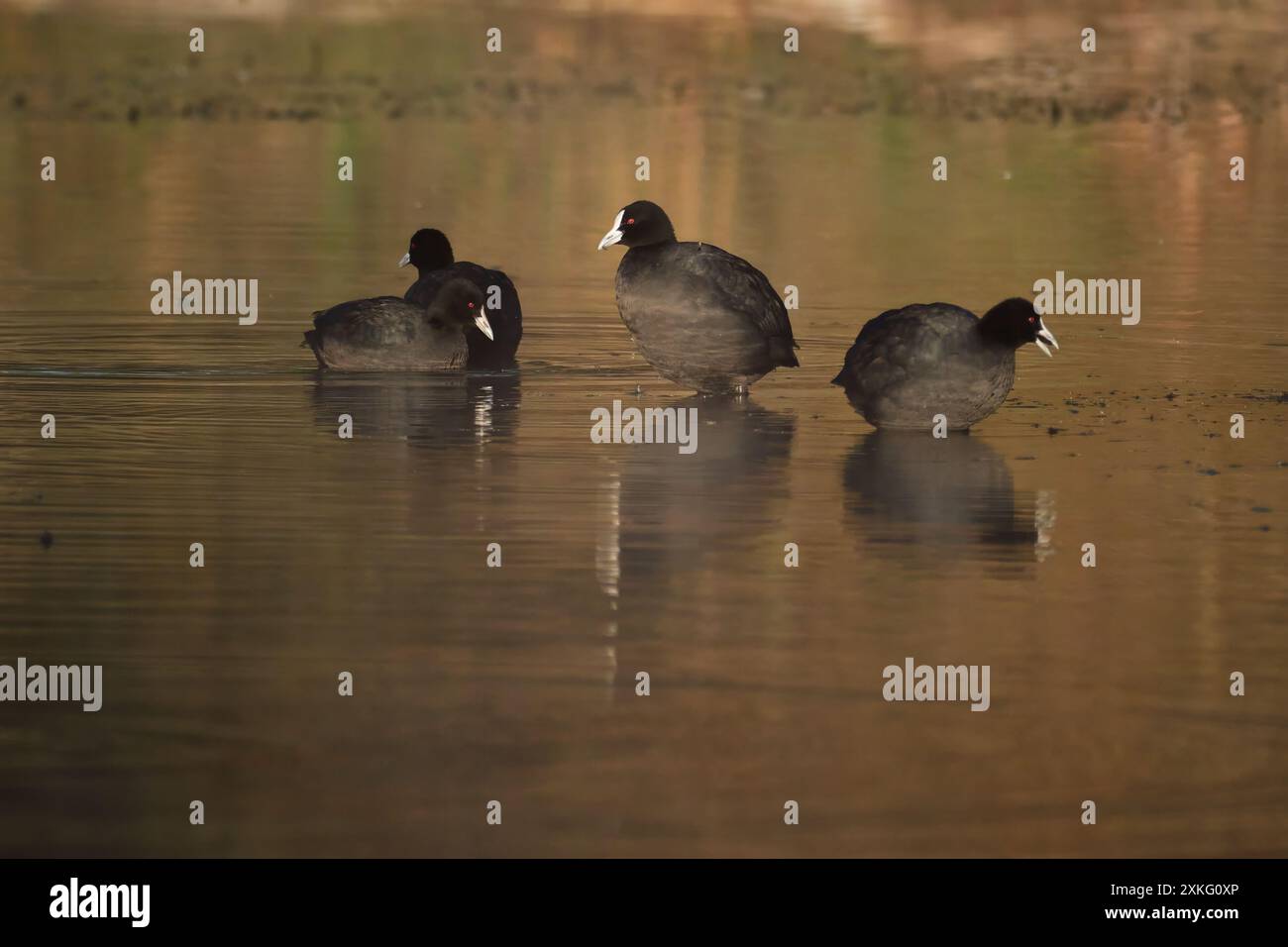 Band 'O Coots Stock Photo - Alamy