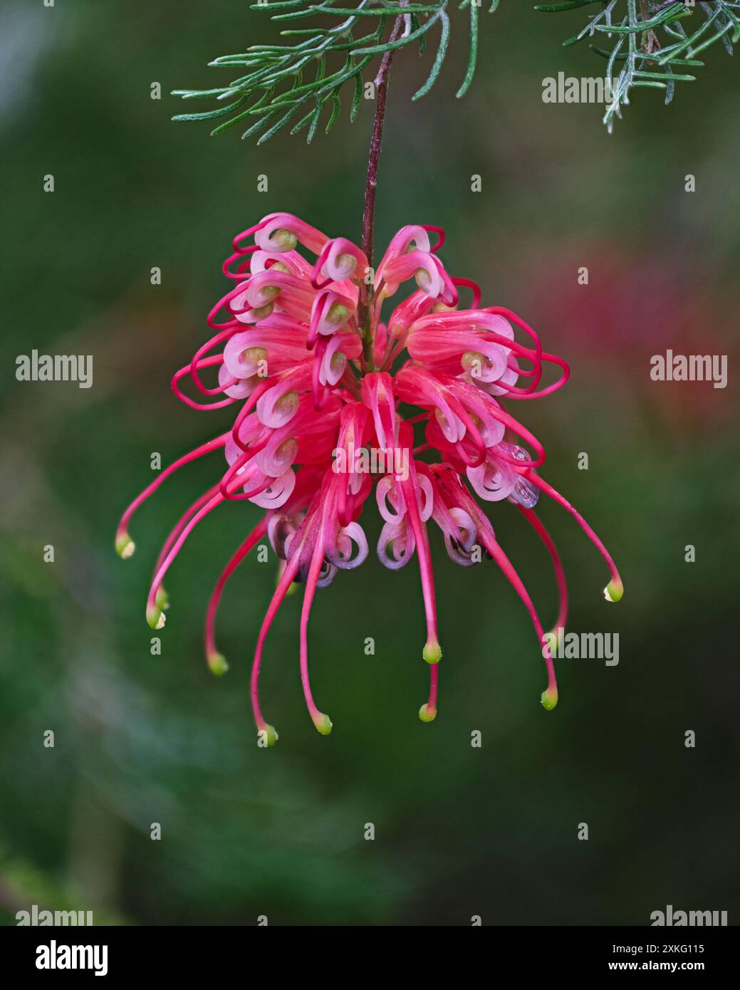 Grevillea Ellendale Pool Stock Photo - Alamy