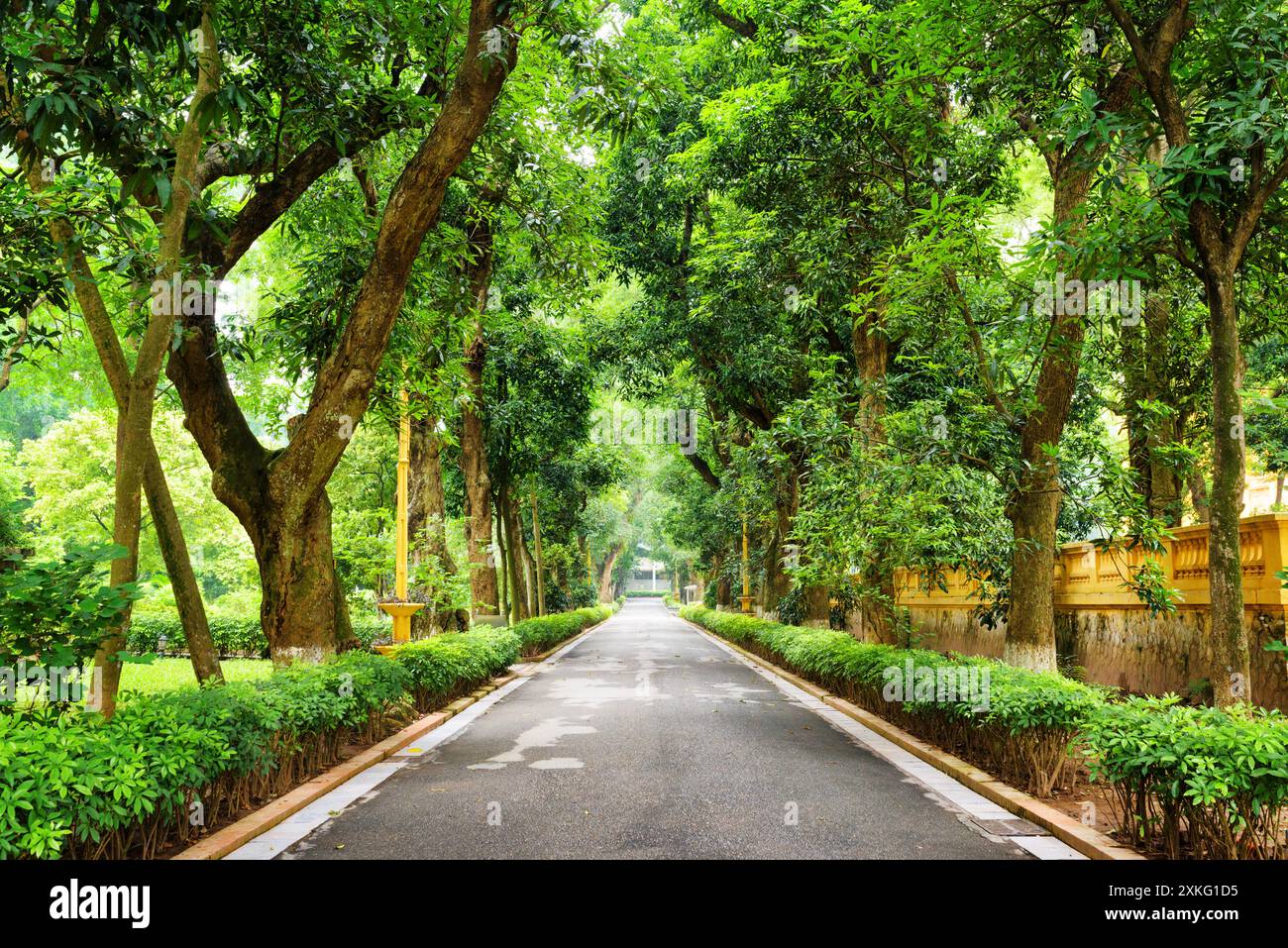 Shady walkway with tropical trees at botanical garden in Hanoi Stock ...