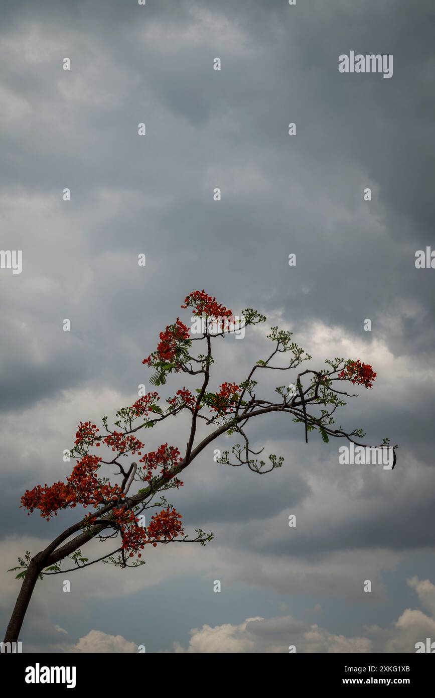 Branches of red flowers agains sky hi-res stock photography and images ...