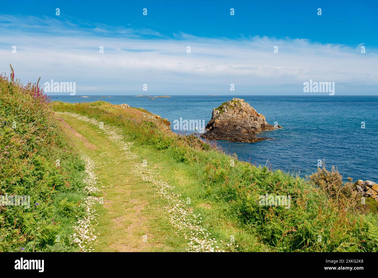 Daisies line the coastal path with wildflowers in summer on the east ...