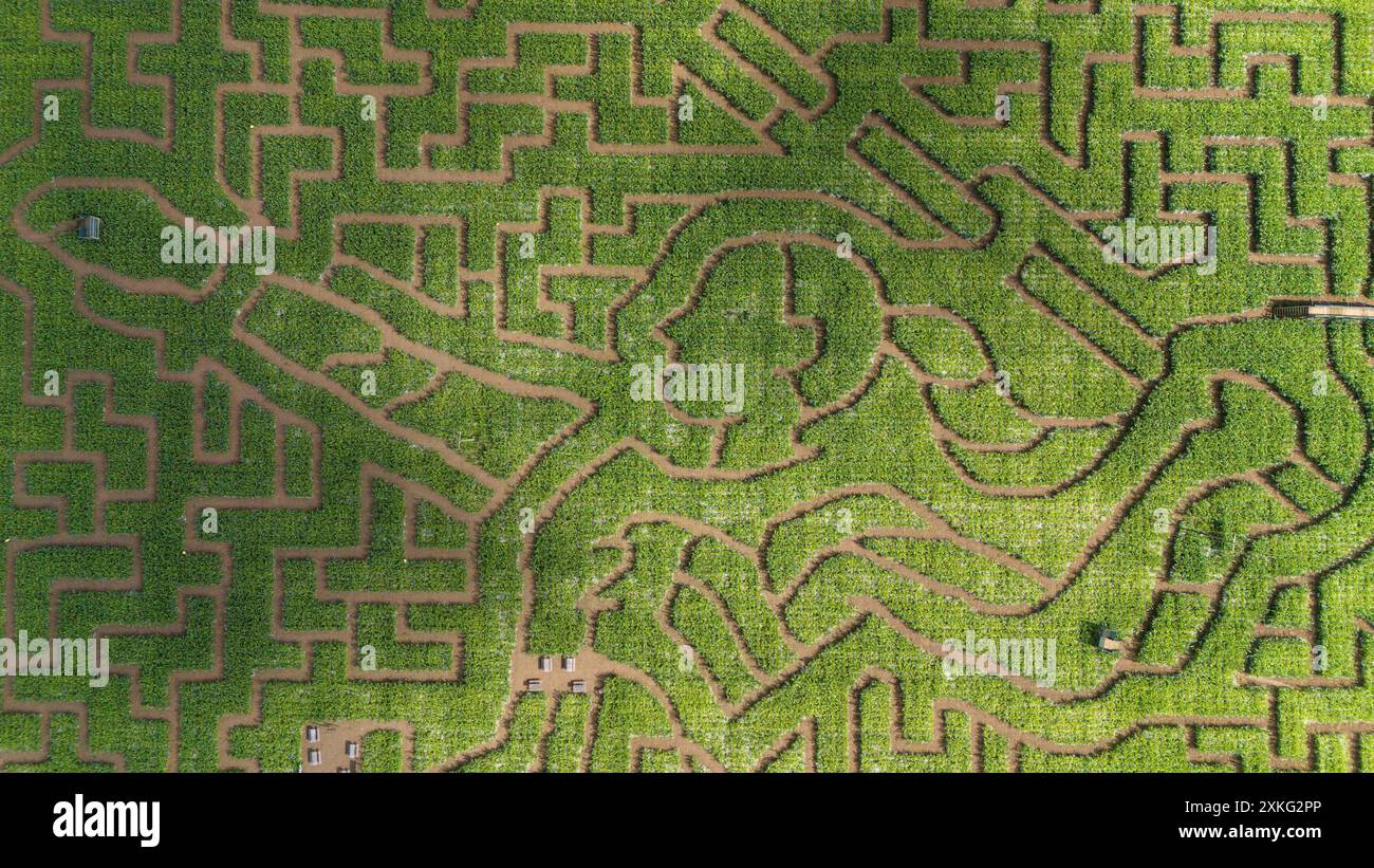 A view of Wistow Maze in Leicestershire, inspired by heptathlete ...
