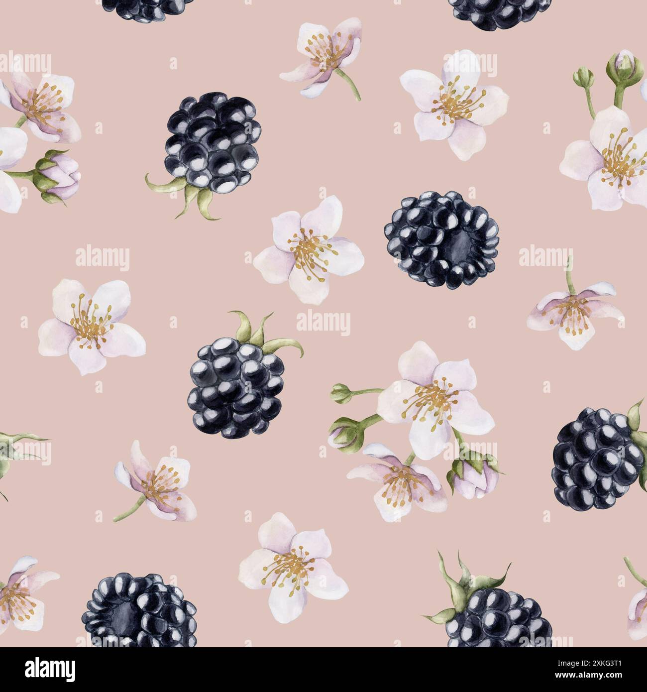 Blackberry, berries with flowers. Watercolor illustration, floral ...