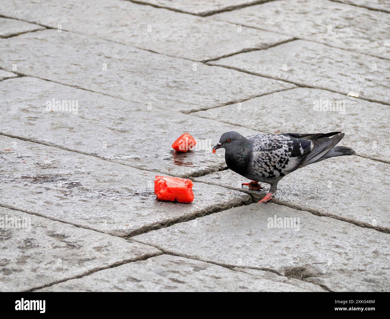 Fruit eating pigeons hi-res stock photography and images - Alamy
