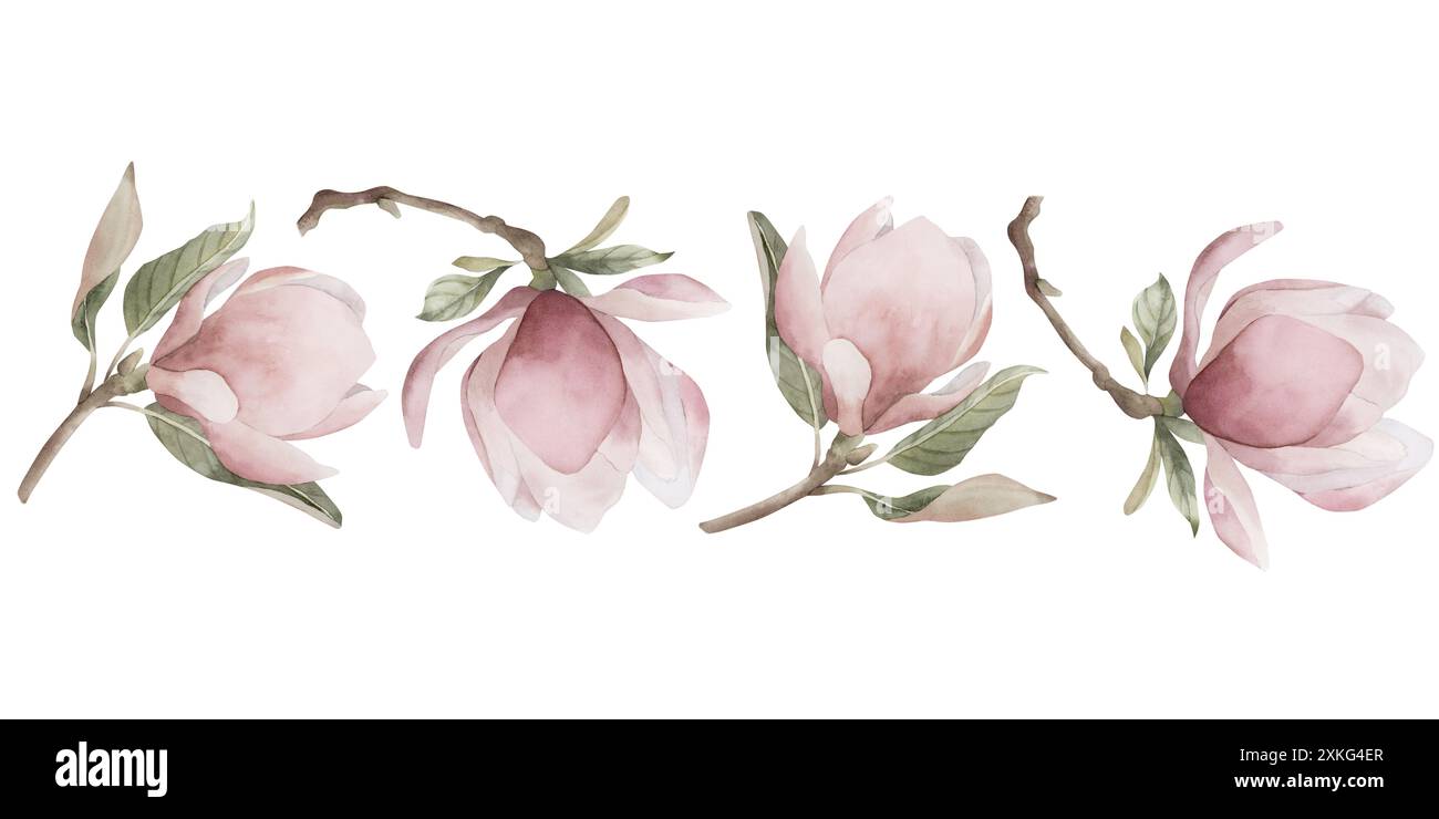 Light pink magnolia branches with flowers and leaves. Seamless border ...