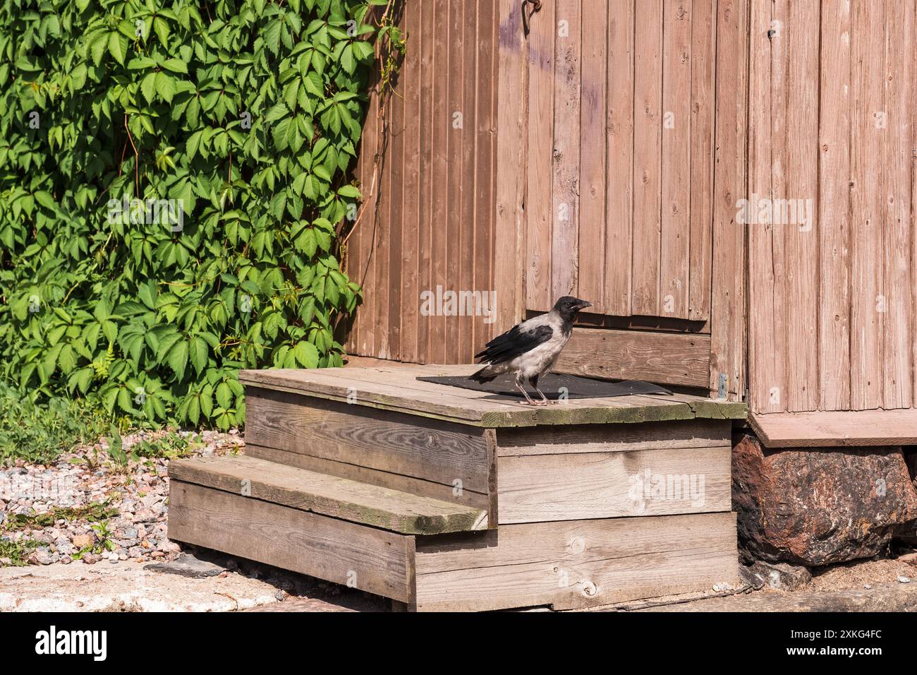 crow fledgling on the porch of a village house Stock Photo - Alamy