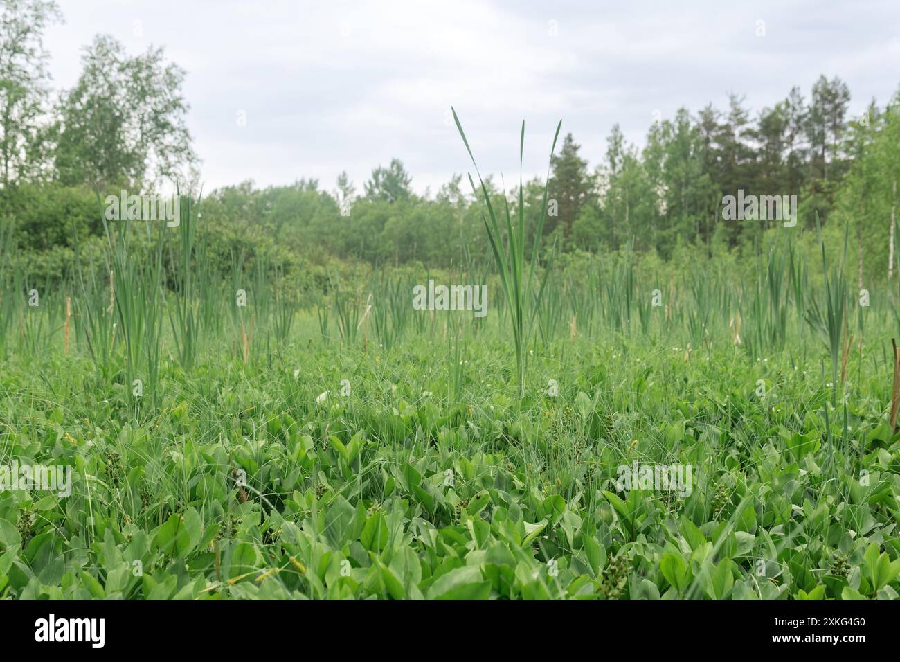 Green fen vegetation with sedge and bogbeans on a blured background ...