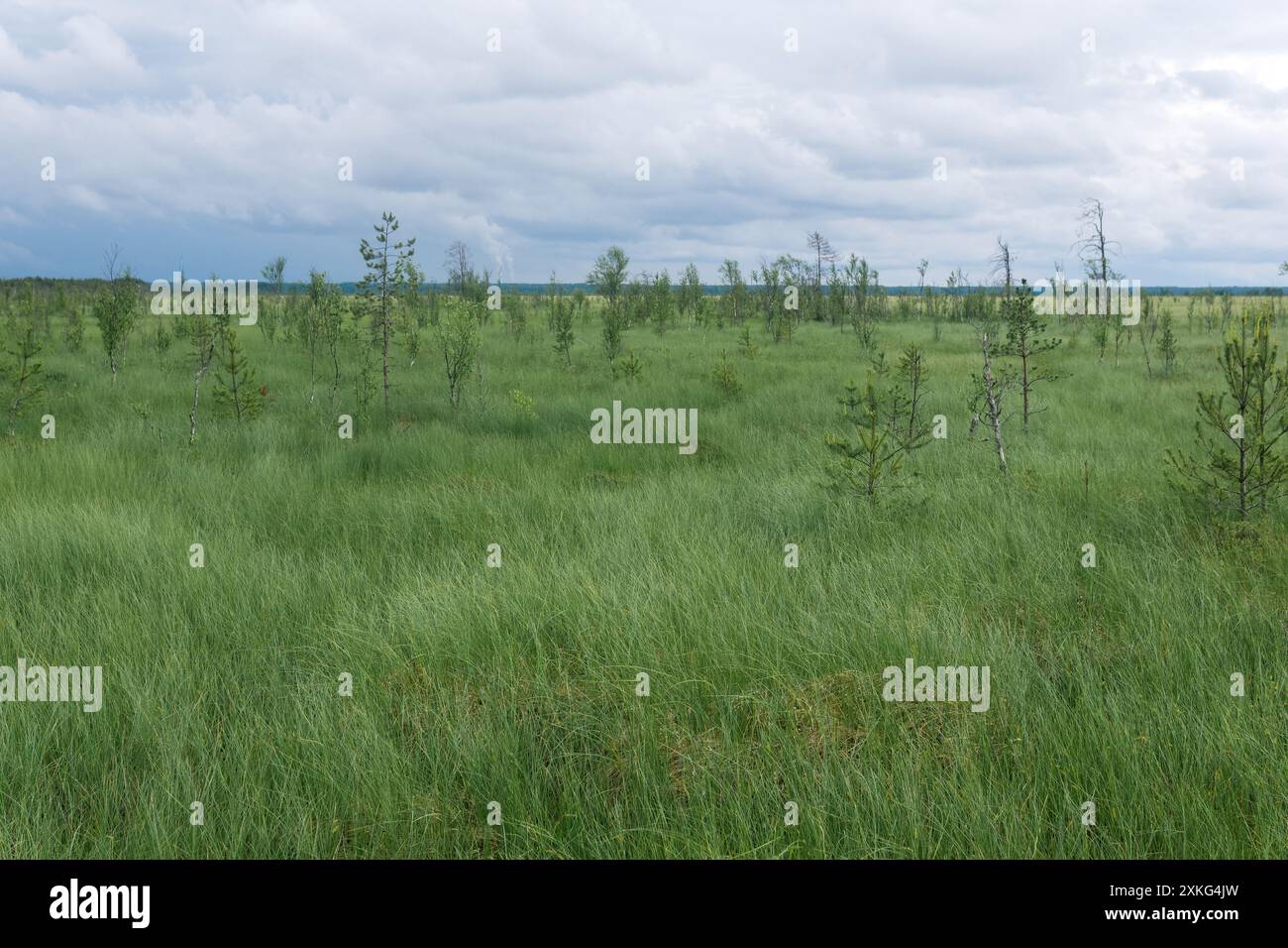 large fen landscape with crooked trees Stock Photo - Alamy