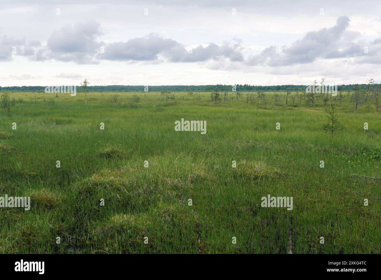 large grassy fen landscape with crooked trees Stock Photo - Alamy