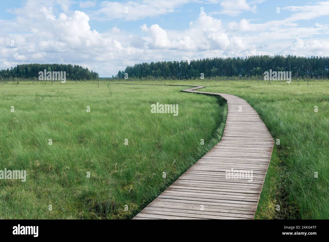 wooden walkways on the tourist route through the swamp, educational ...