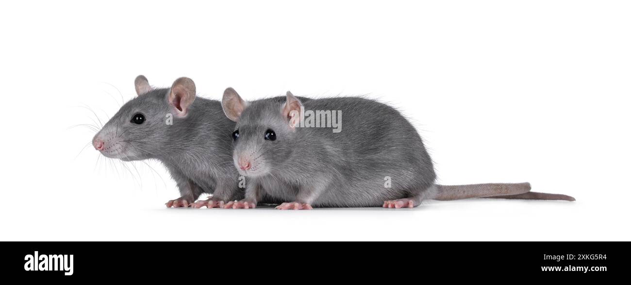 Two young grey rats, standing beside each other. Looking towards camera ...