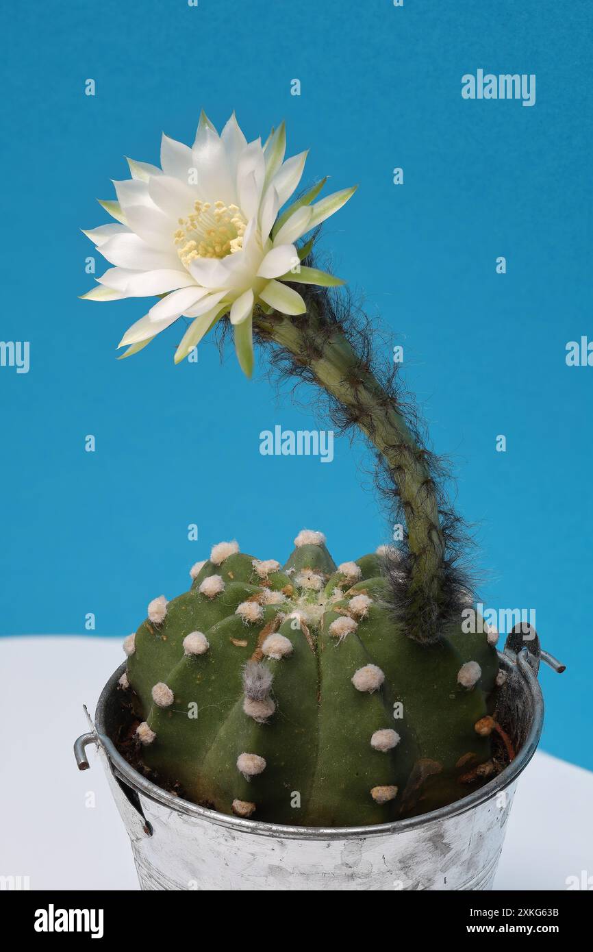 Ancistrophora hi-res stock photography and images - Alamy