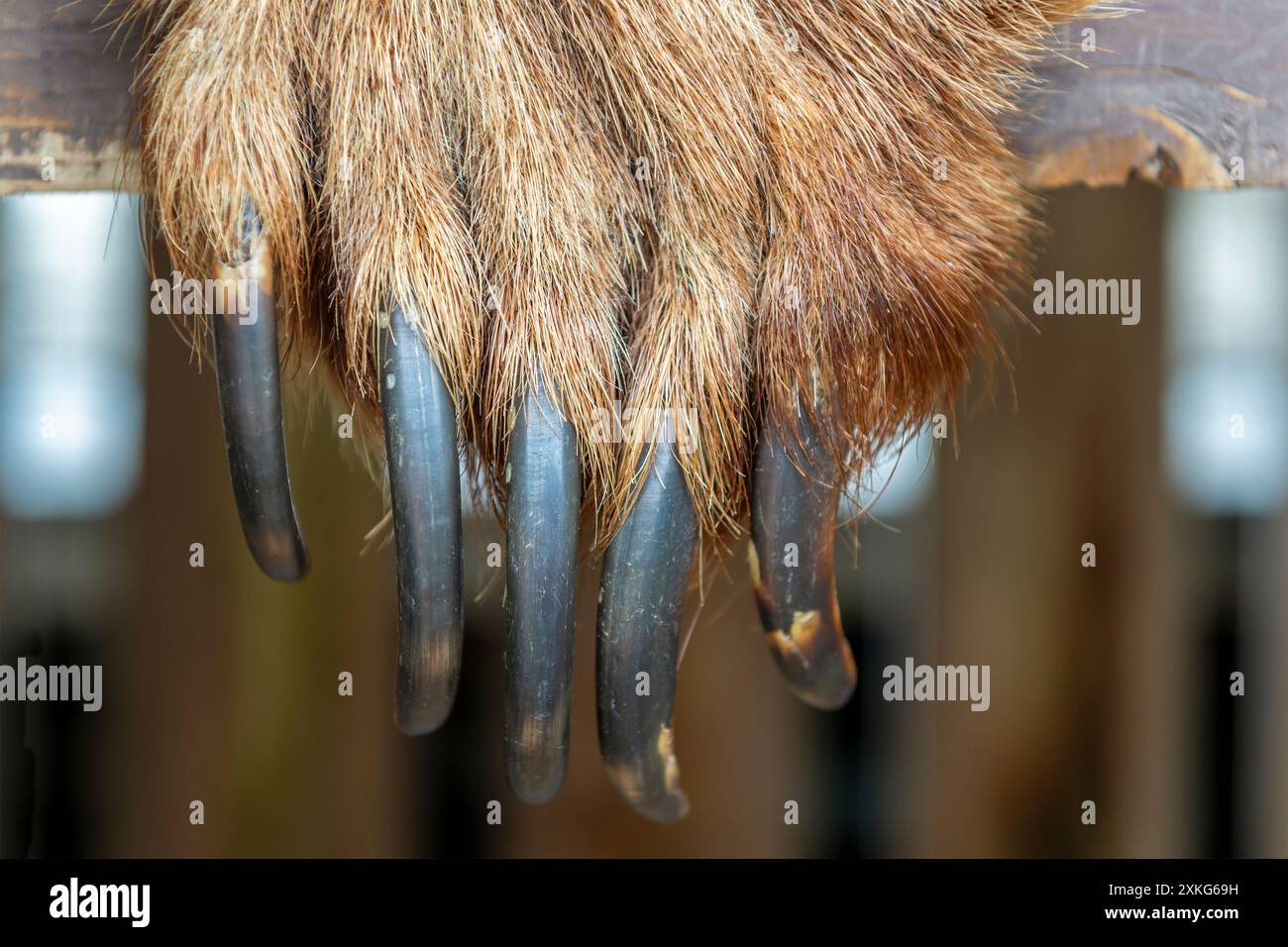 Big grizzly bear hi-res stock photography and images - Alamy