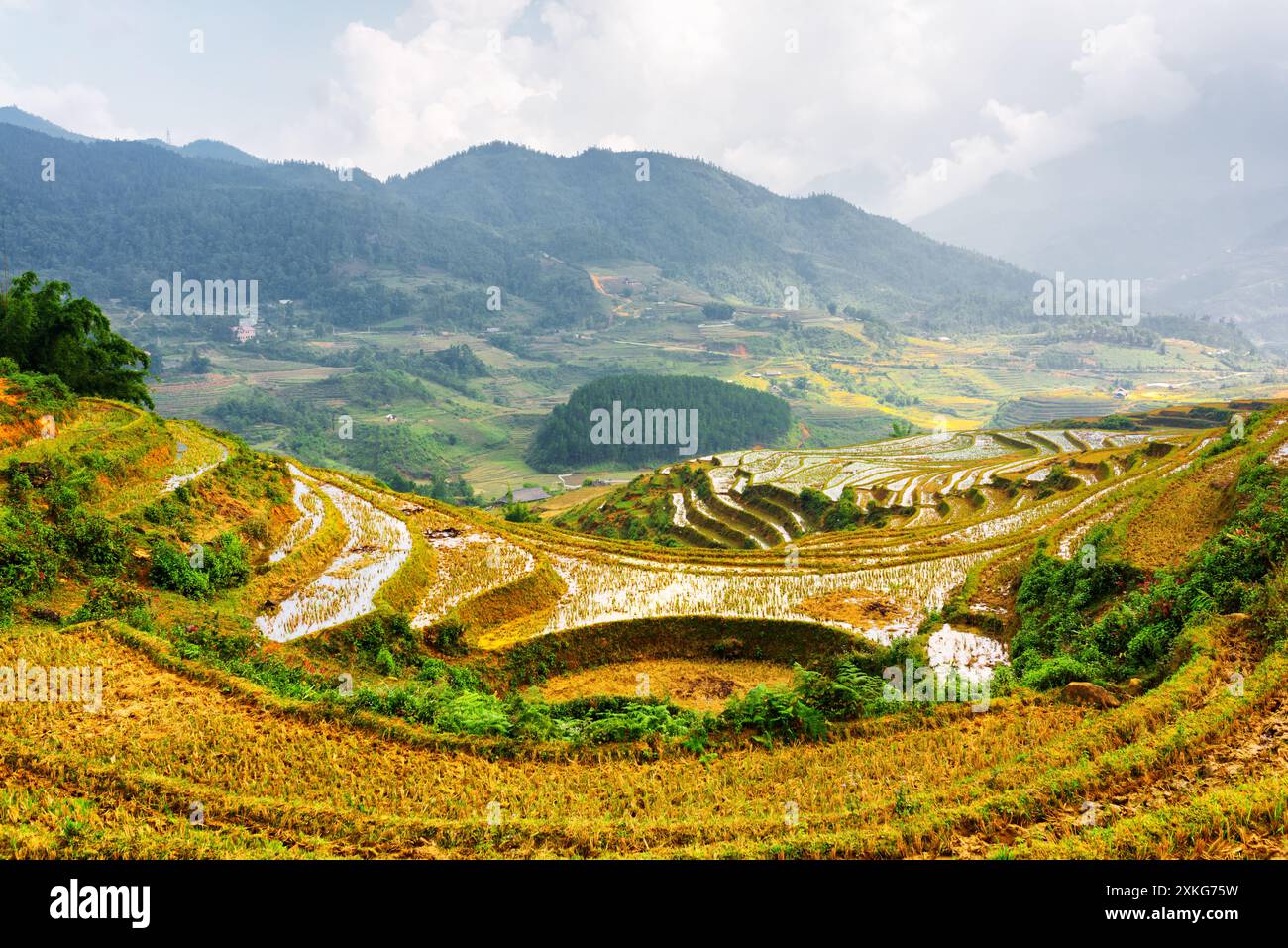 Vietnam green water filled rice hi-res stock photography and images - Alamy
