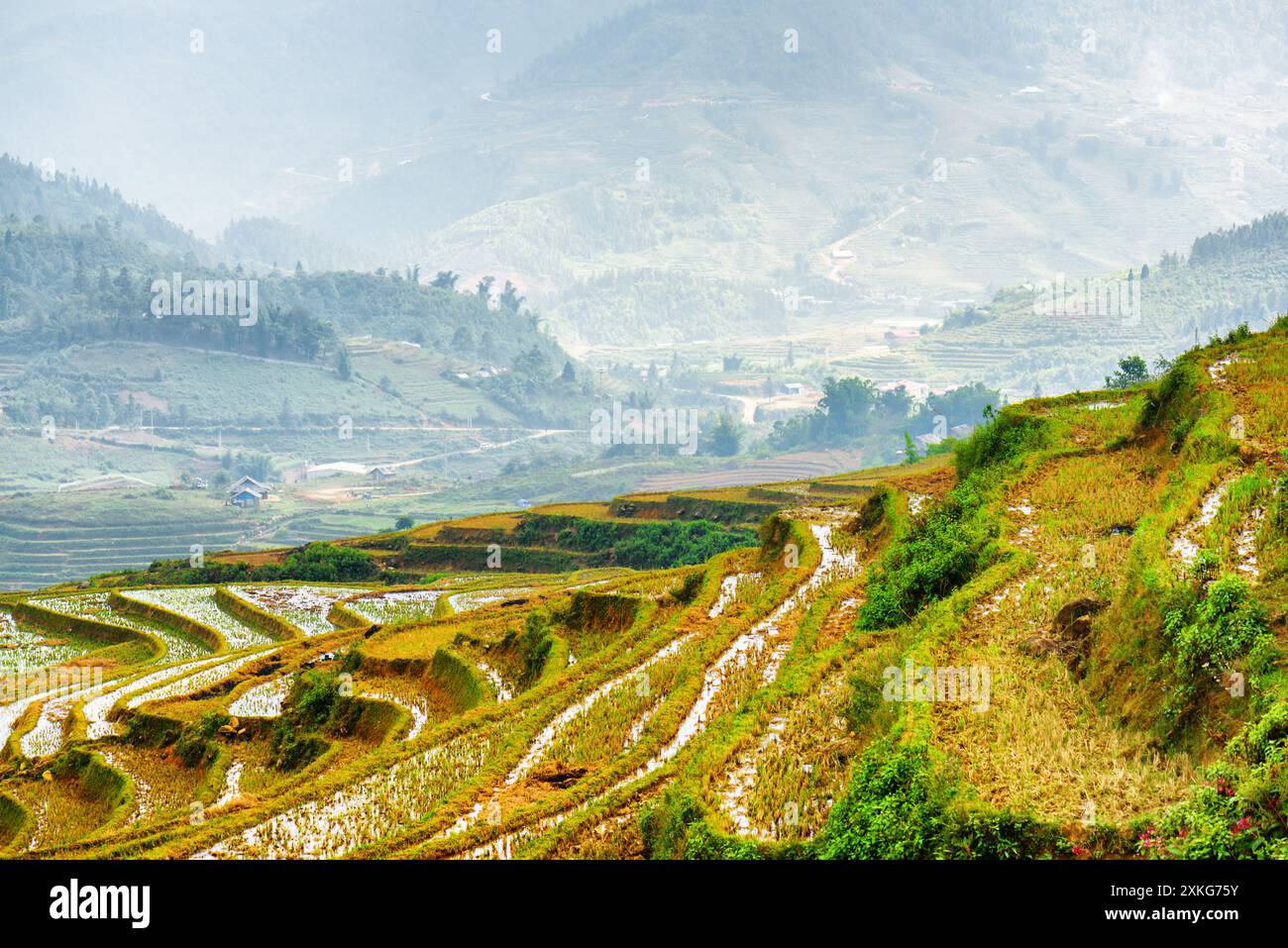 Vietnam green water filled rice hi-res stock photography and images - Alamy