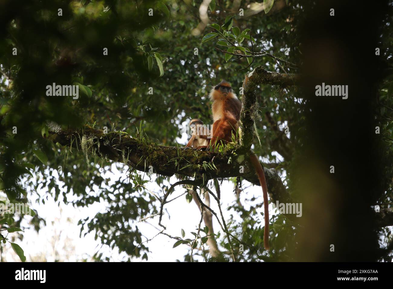banded leaf monkey, black-crested leaf-monkey, surili, Sumatran Surili ...