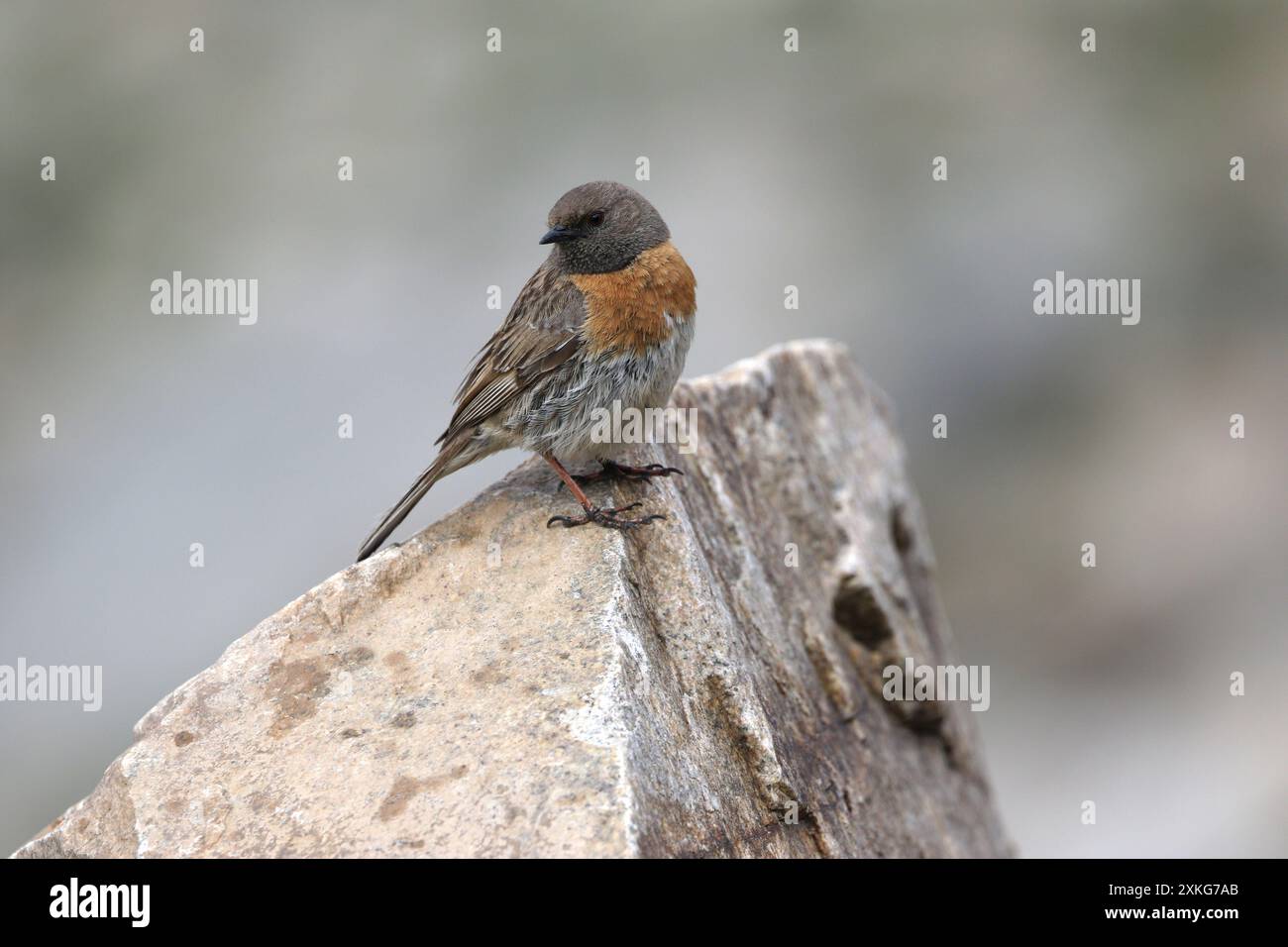 Indian robin in natural environment hi-res stock photography and images ...
