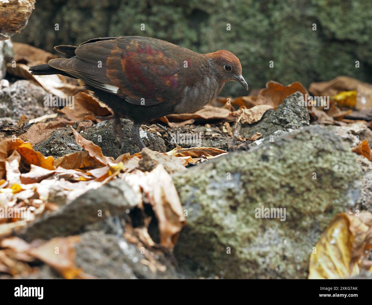 Polynesian ground doves hi-res stock photography and images - Alamy