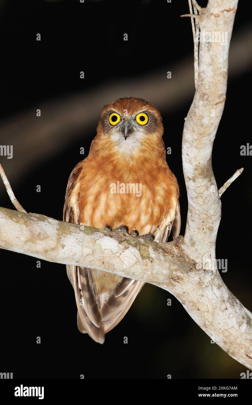 Babar Boobook, Babar boobook owl (Ninox boobook cinnamomina, Ninox ...