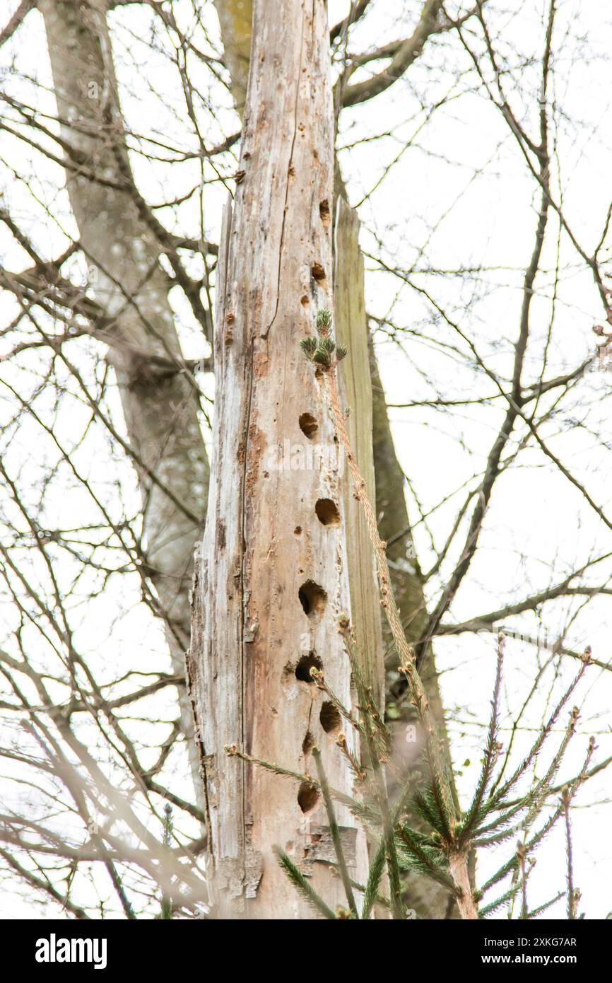 woodpeckers, wrynecks, piculets (Picidae), many woodpecker holes in a ...