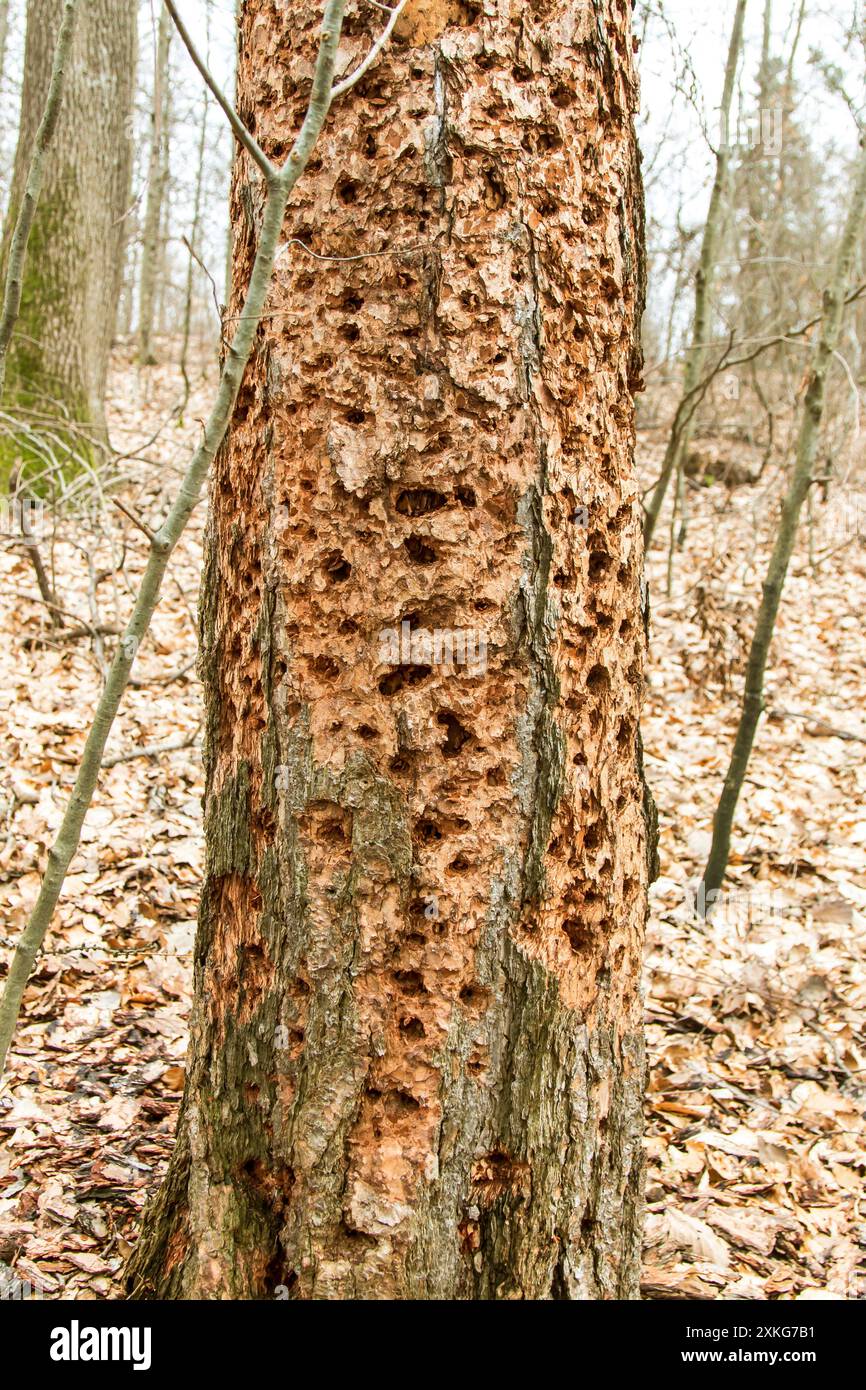 woodpeckers, wrynecks, piculets (Picidae), many woodpecker holes in a ...