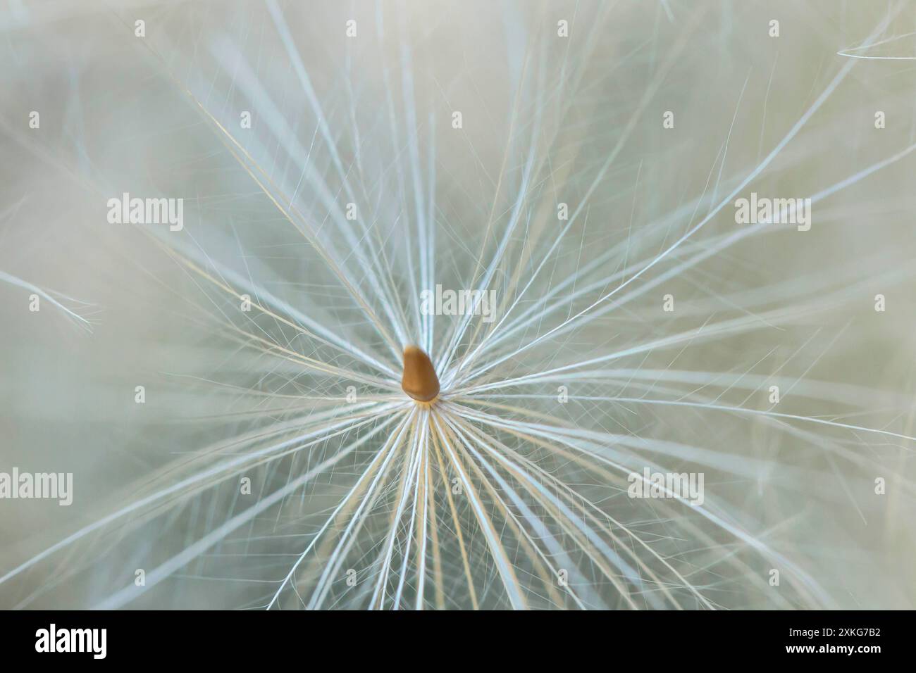 common thistle, plumed thistle (Cirsium spec.), Flying seeds of a ...
