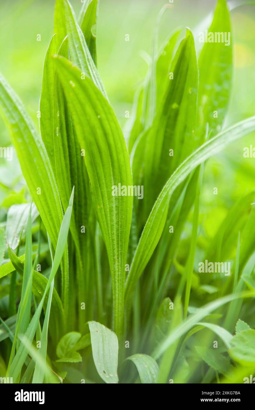 buckhorn plantain, English plantain, ribwort plantain, rib grass ...