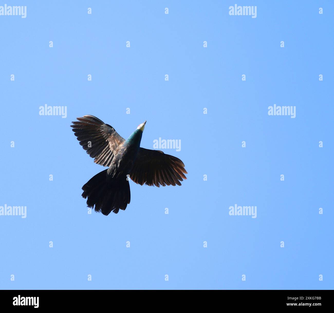 White-faced pigeon, White-faced cuckoo-dove, White-faced dove ...