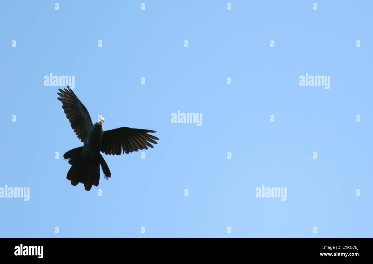 White-faced pigeon, White-faced cuckoo-dove, White-faced dove ...