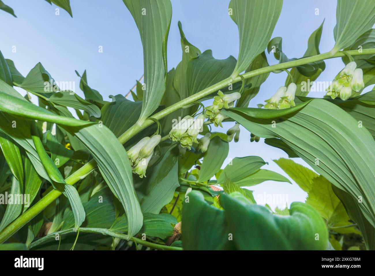 Eurasian soloman's-seal, Solomon's seal, David's harp, ladder-to-heaven ...
