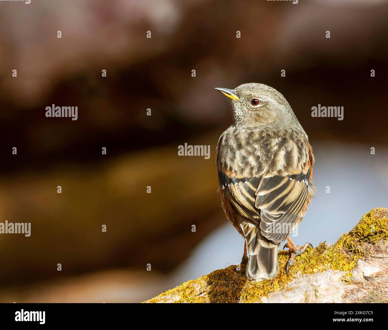 Alpine accentor (Prunella collaris nipalensis, Prunella nipalensis ...