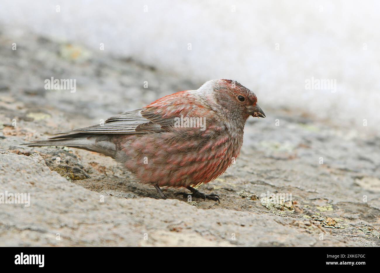 Mongolian rosy finch, Asian rosy finch (Leucosticte arctoa sushkini ...