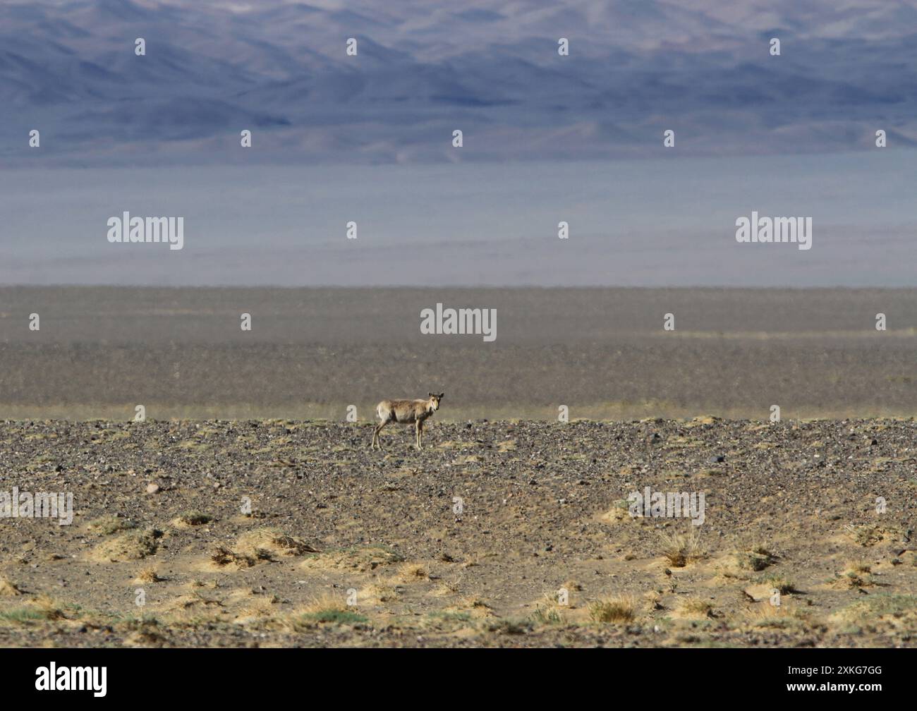 Ikhes see hi-res stock photography and images - Alamy
