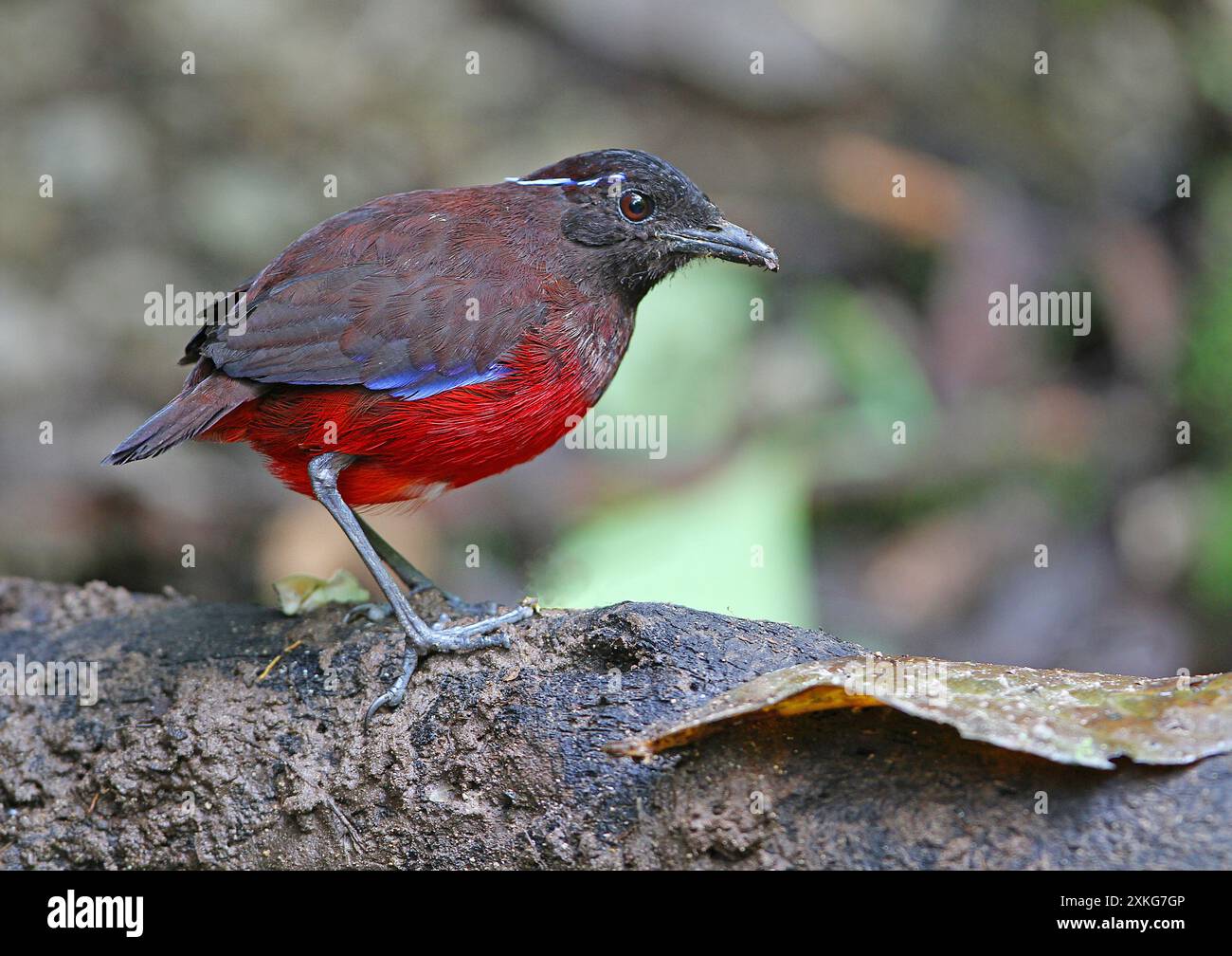 Black-crowned Pitta, Graceful Pitta (Erythropitta venusta), perched on ...