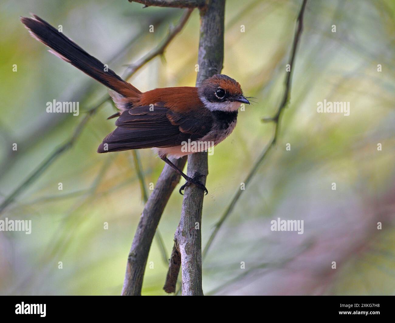 Supertramp fantail, Arafura Fantail (Rhipidura dryas celebensis ...