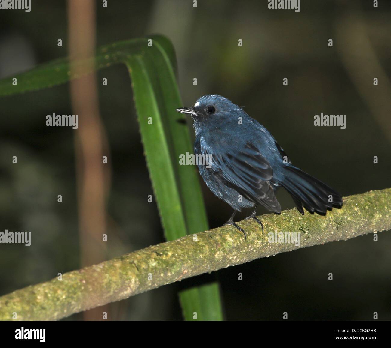 Javan Blue Robin, Sunda blue robin (Myiomela diana, Cinclidium diana ...