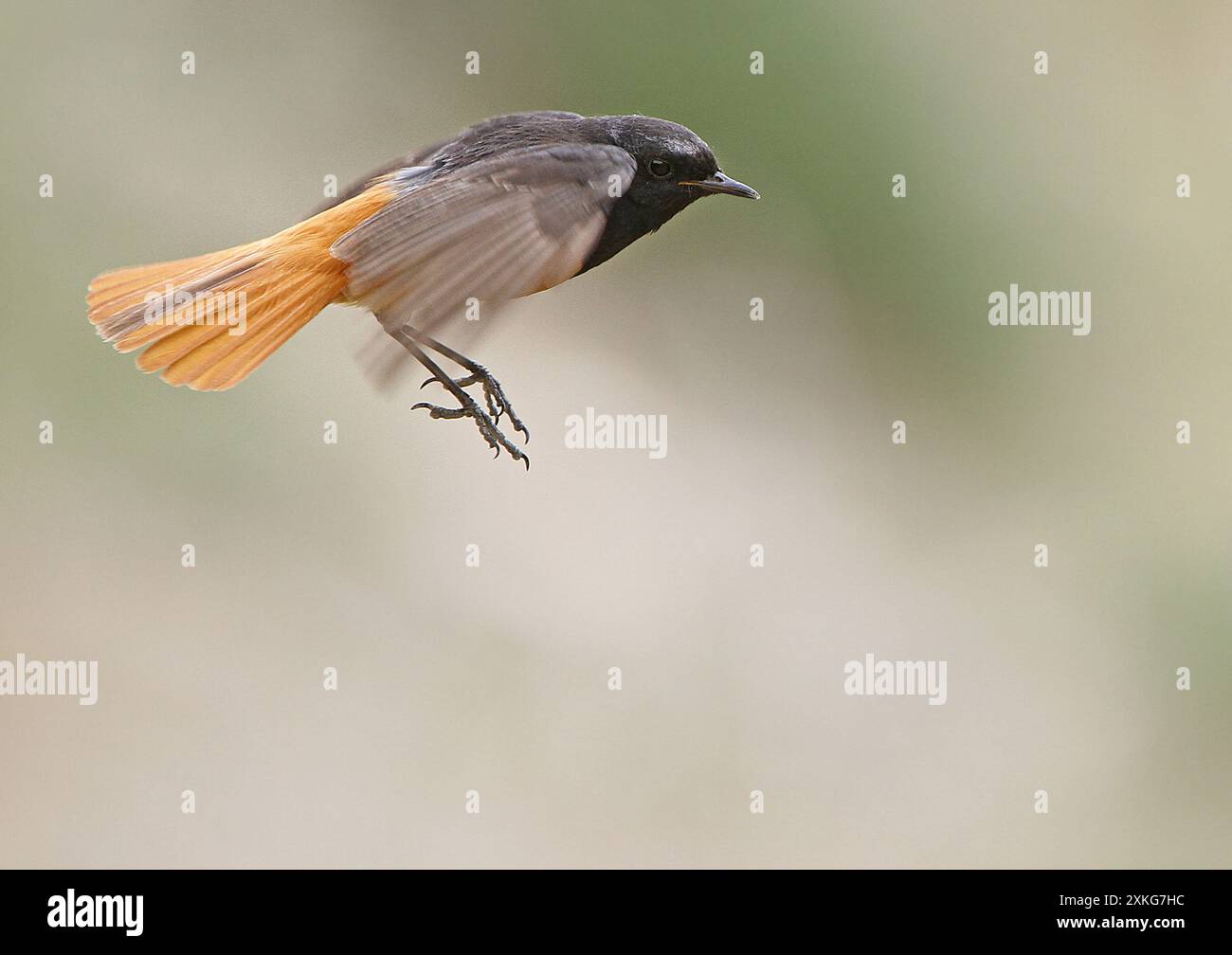 Eastern black redstart (Phoenicurus ochruros phoenicuroides ...